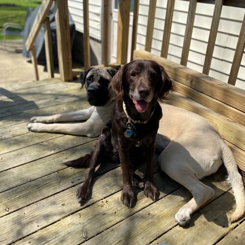 RPI Dogs